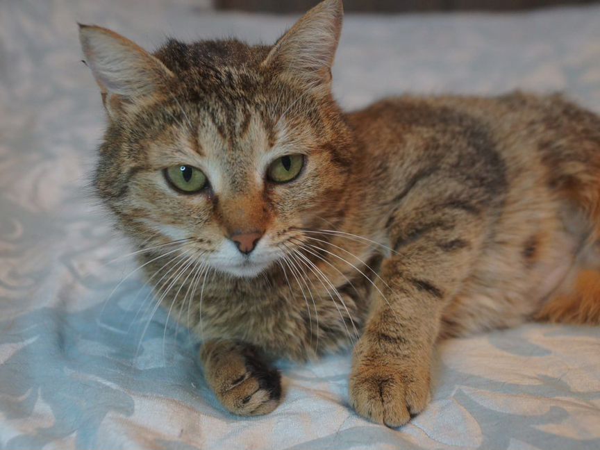 Ласковая Молли ищет дом