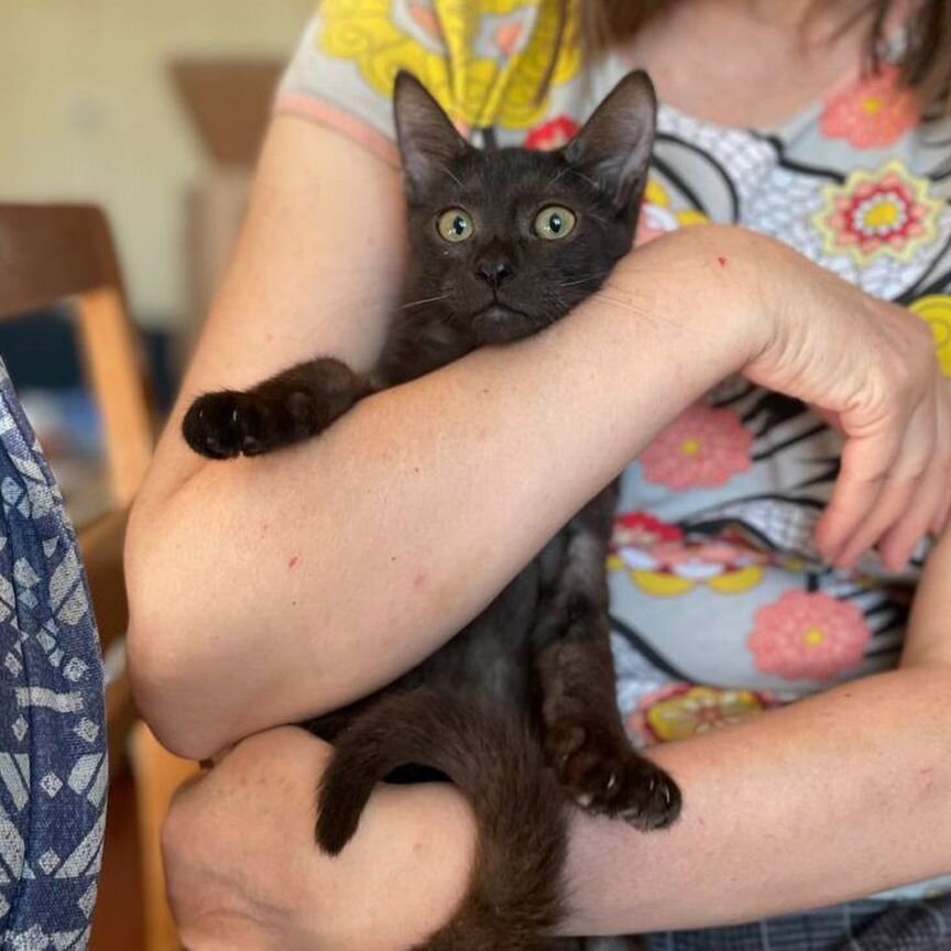 Черныш Маврик в добрые руки