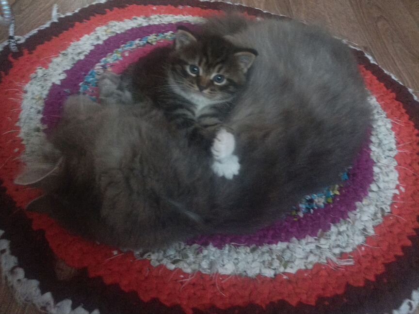 Кошка в дар бесплатно