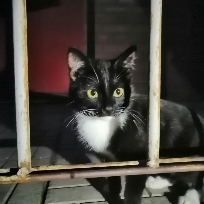 Котик около 4х месяцев