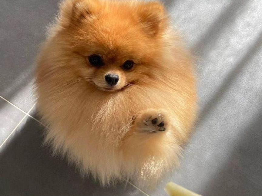 Щенок Мишка Мини