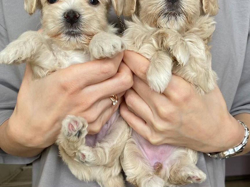 Мальтипушки