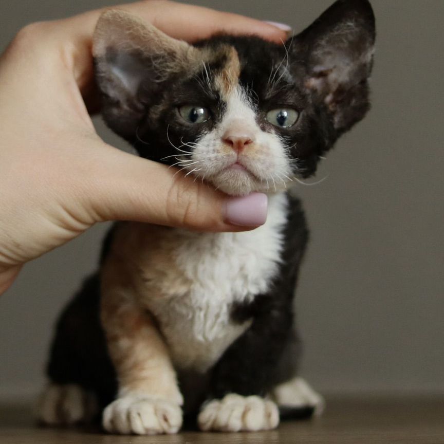 Девон-рекс котёнок