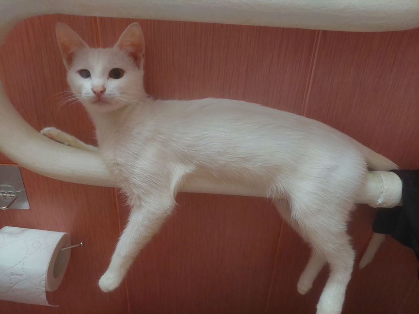 Анатолийская кошка бесплатно