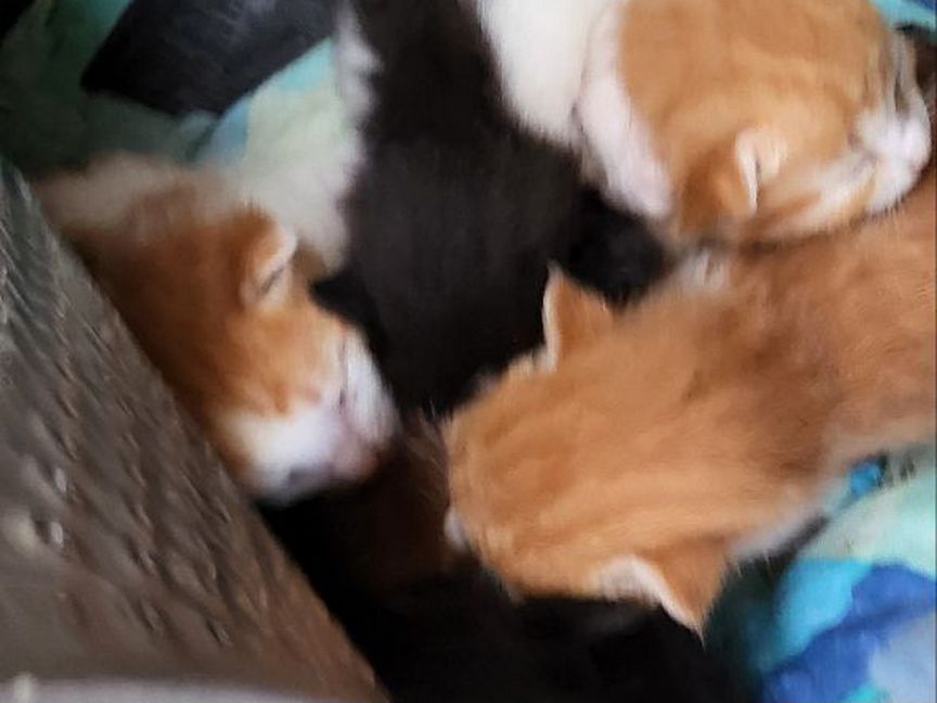 Котята в добрые руки
