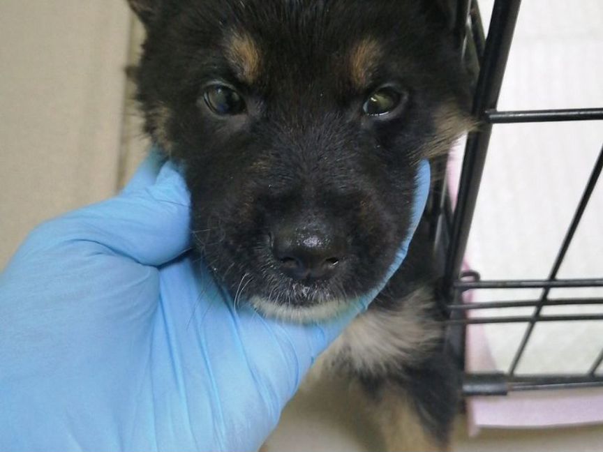 Спасите щеночка