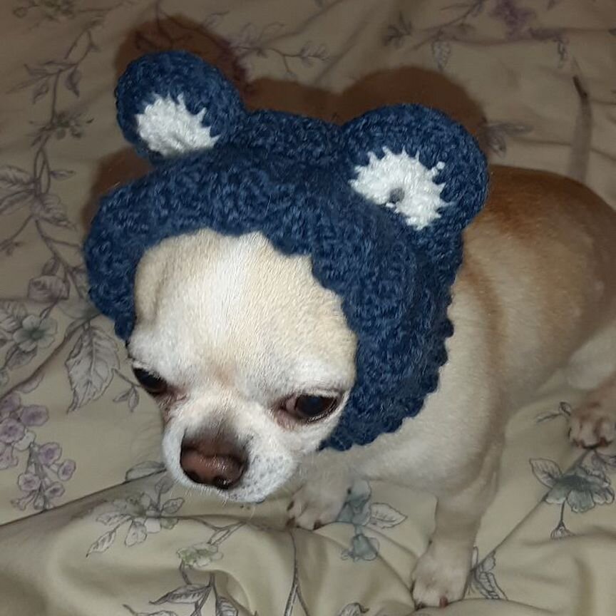 Шапка для маленькой собаки