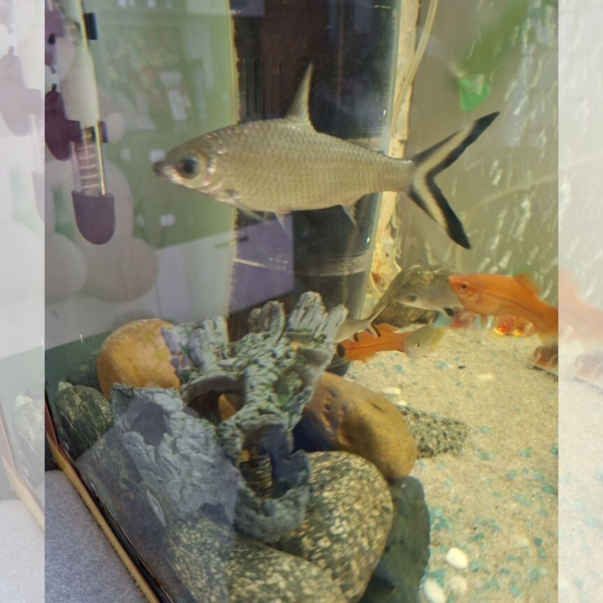 Аквариумные рыбы