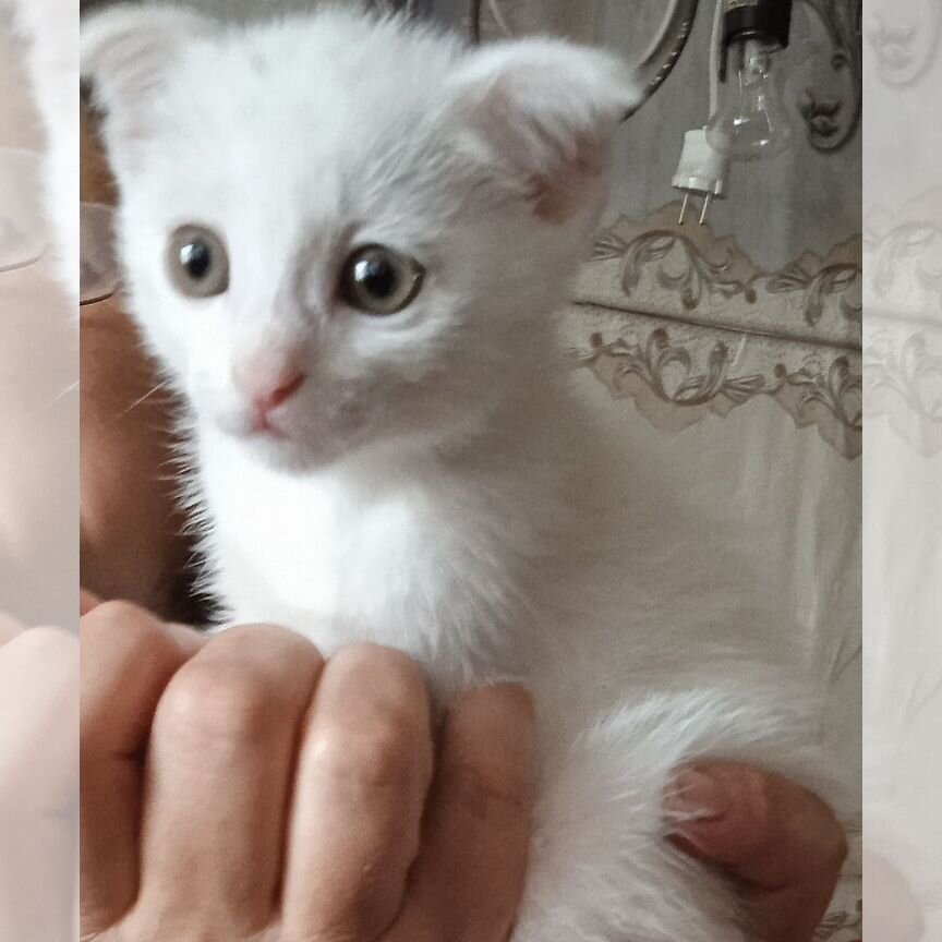 Шотландский вислоухий короткошёрстный котёнок