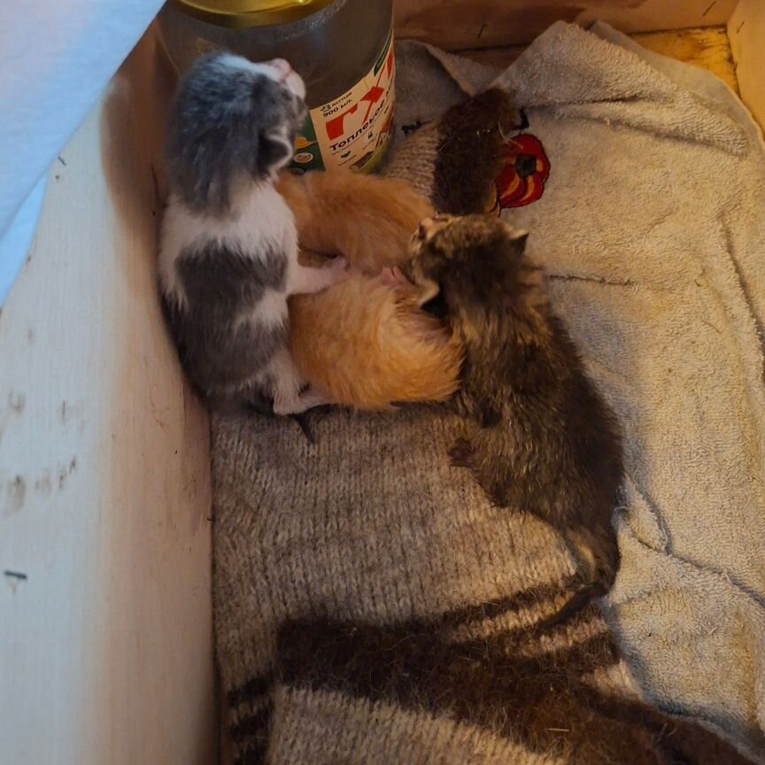 Котёнок в добрые руки
