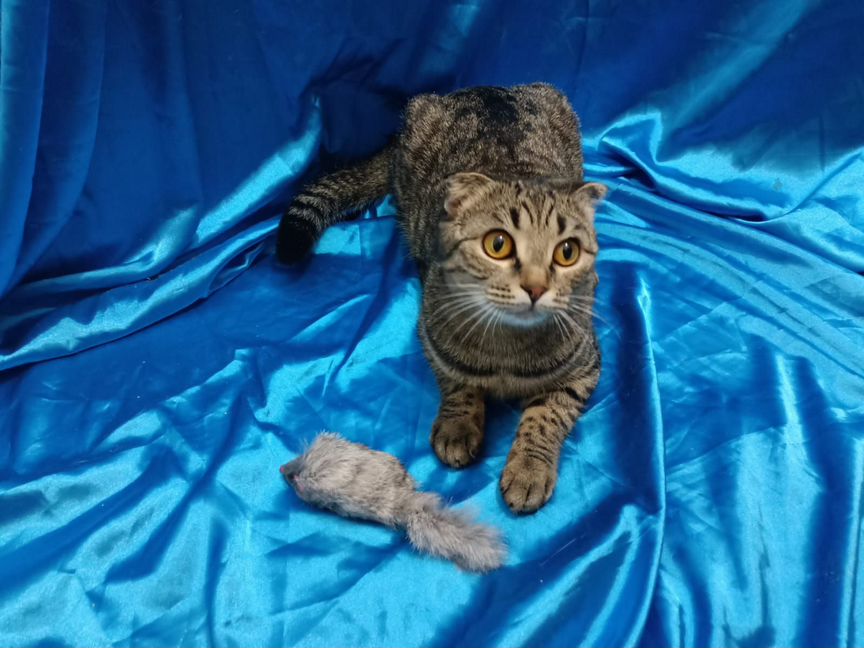 Кошечка Веста ищет дом