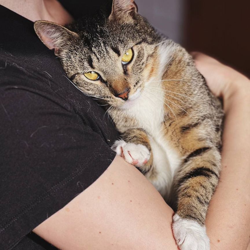 Пуговка ищет дом