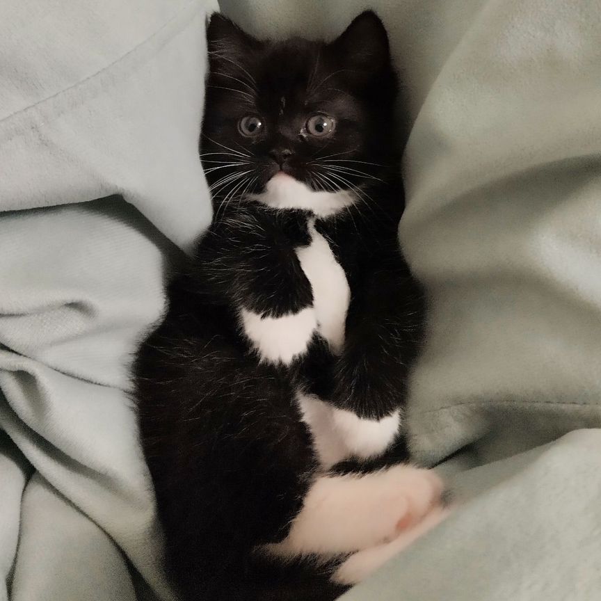 Шотландский прямоухий длинношёрстный котёнок