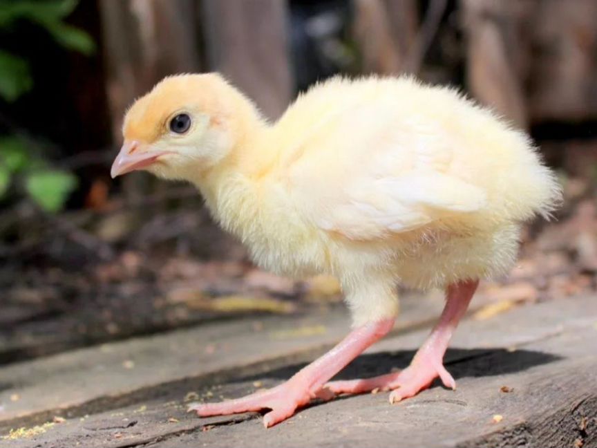 Индюки индюшата биг 6