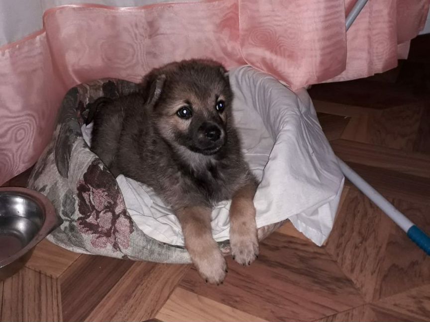 Щенок в добрые руки бесплатно