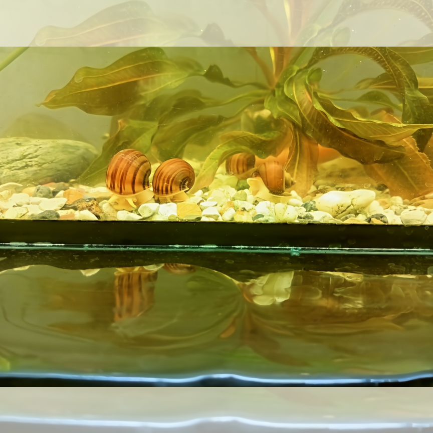 Продам улиток