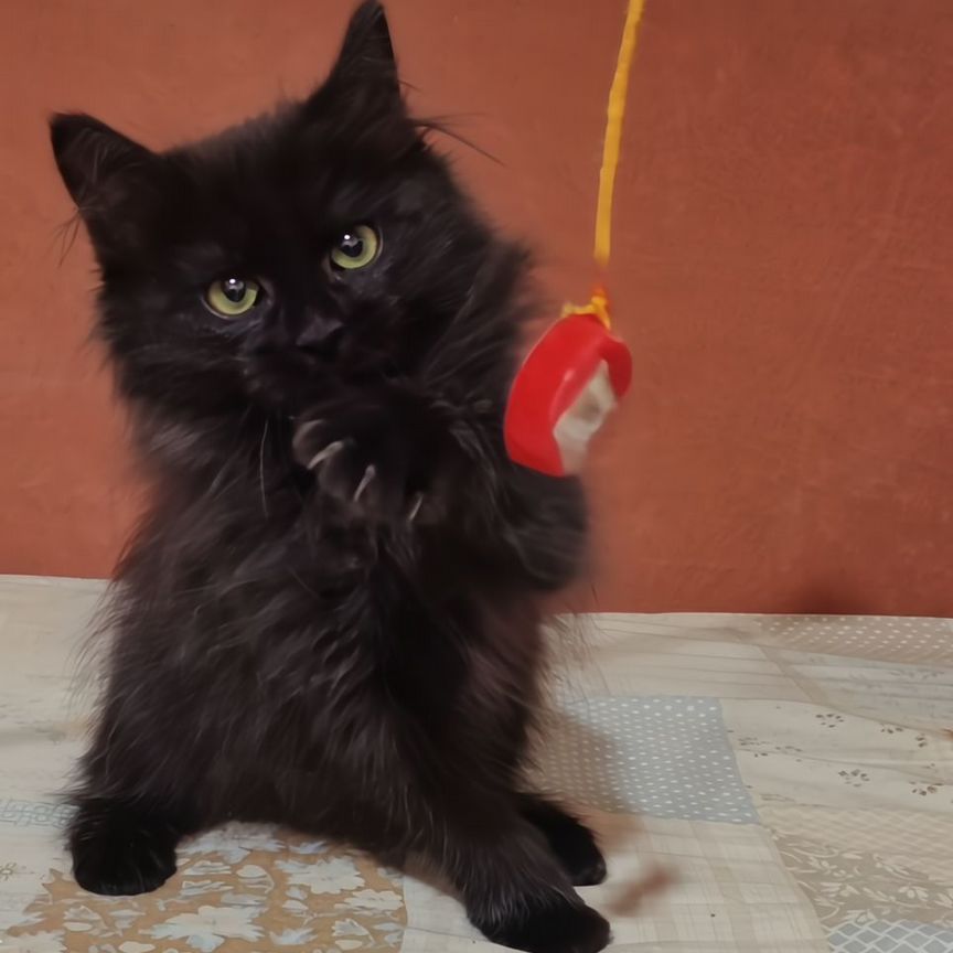 Курильский бобтейл длинношёрстный котёнок