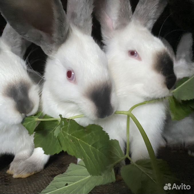 Кролики калифорнийцы
