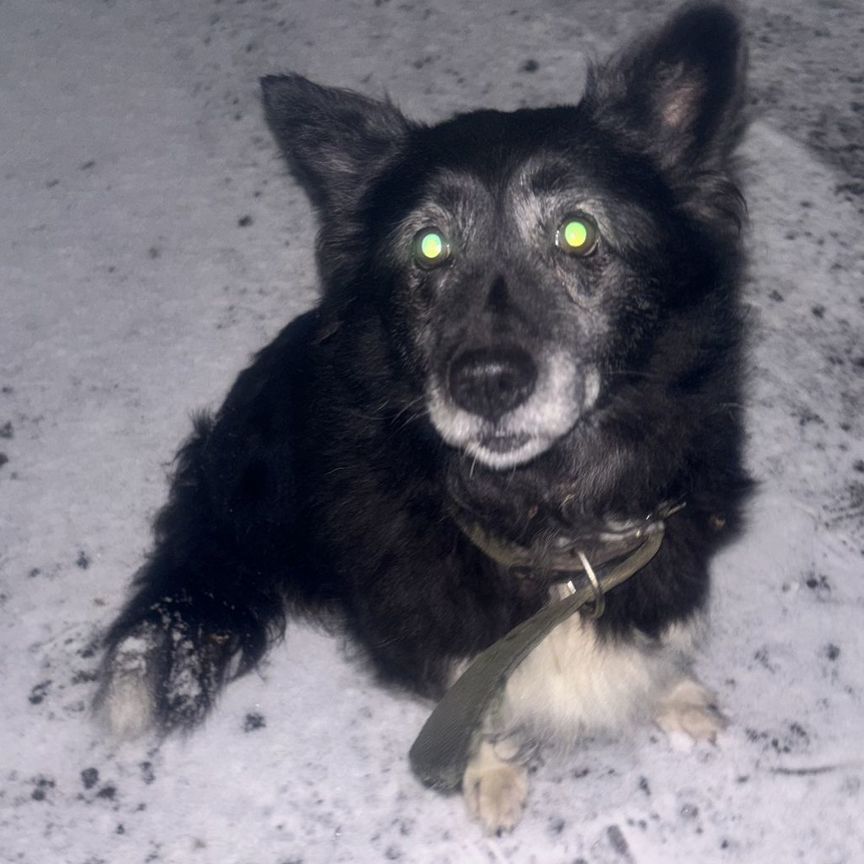 Малая львиная собака, взрослая