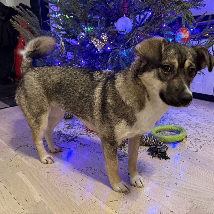 Взрослая собака в добрые руки