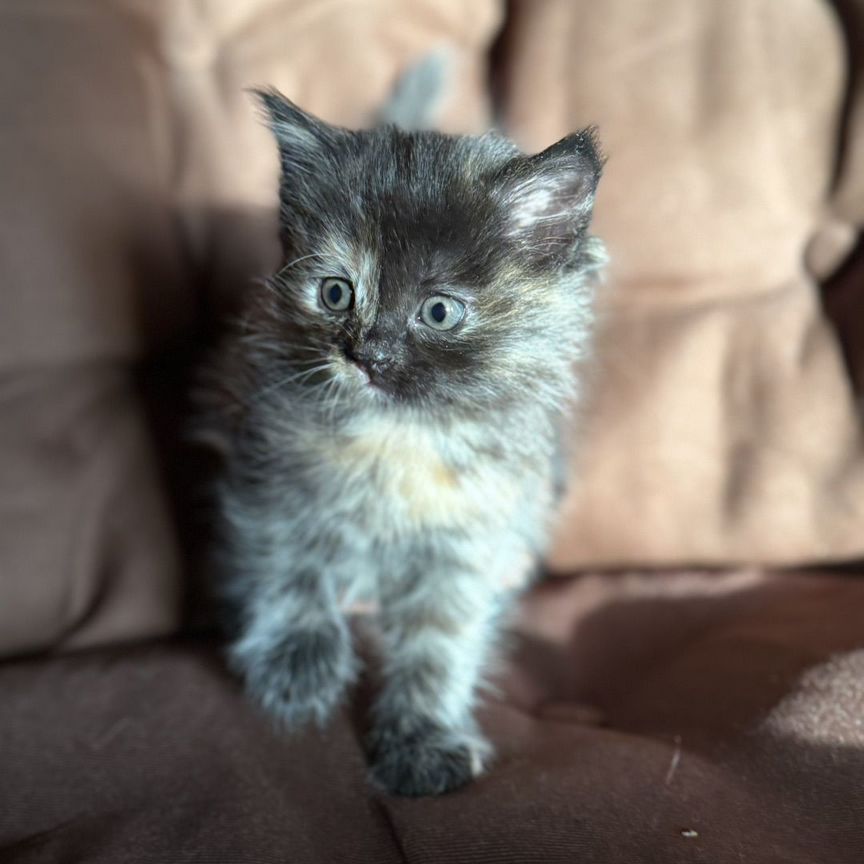 Кошечка на счастье в дом