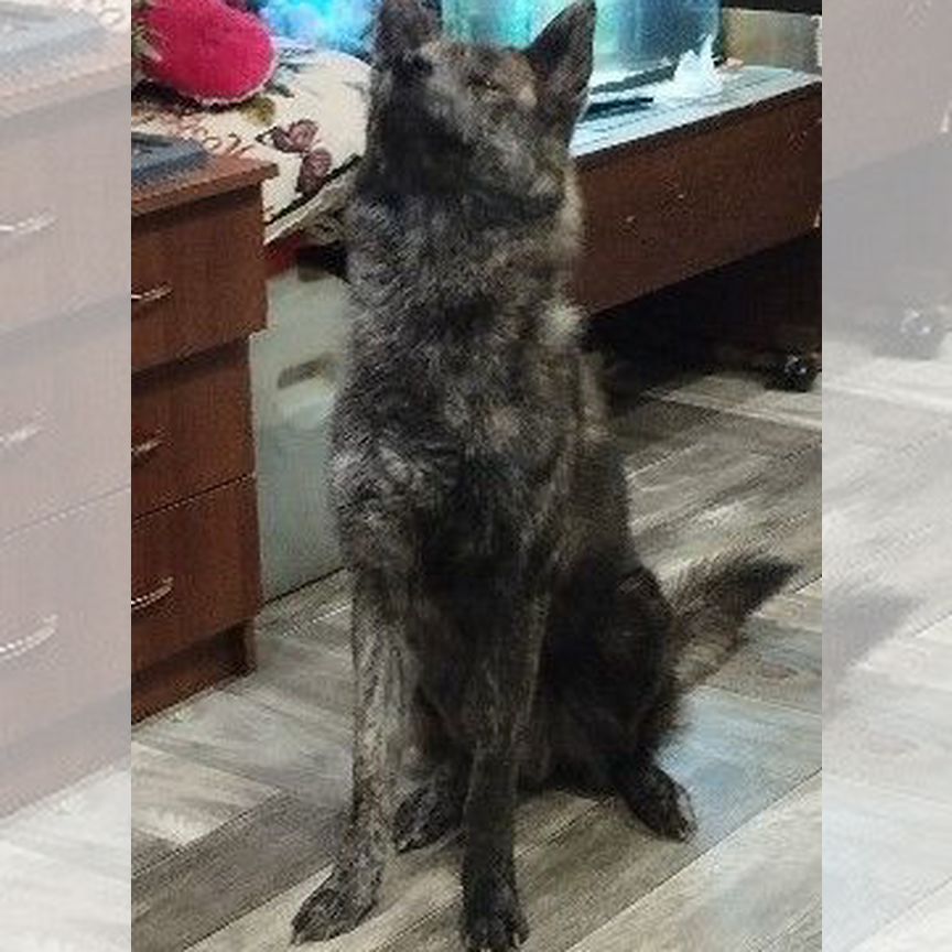 Американская акита, взрослая собака