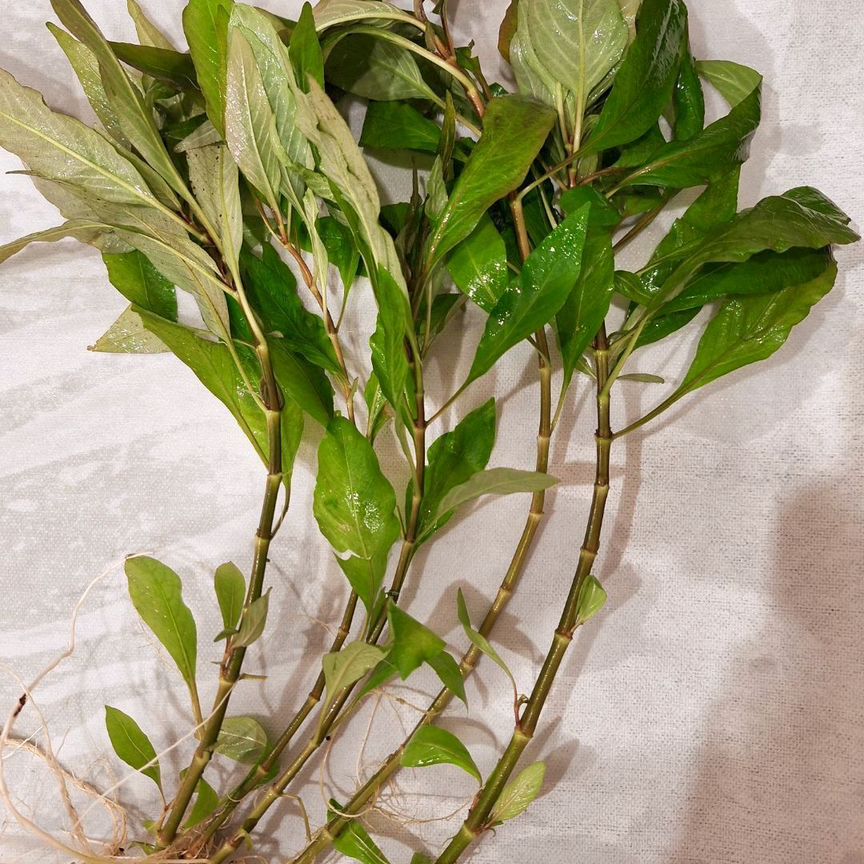 Аквариумное растение