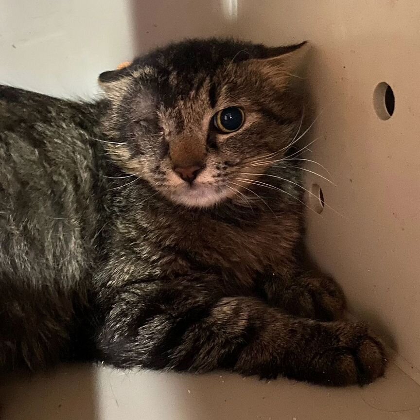 Одноглазый кот вернется на улицу