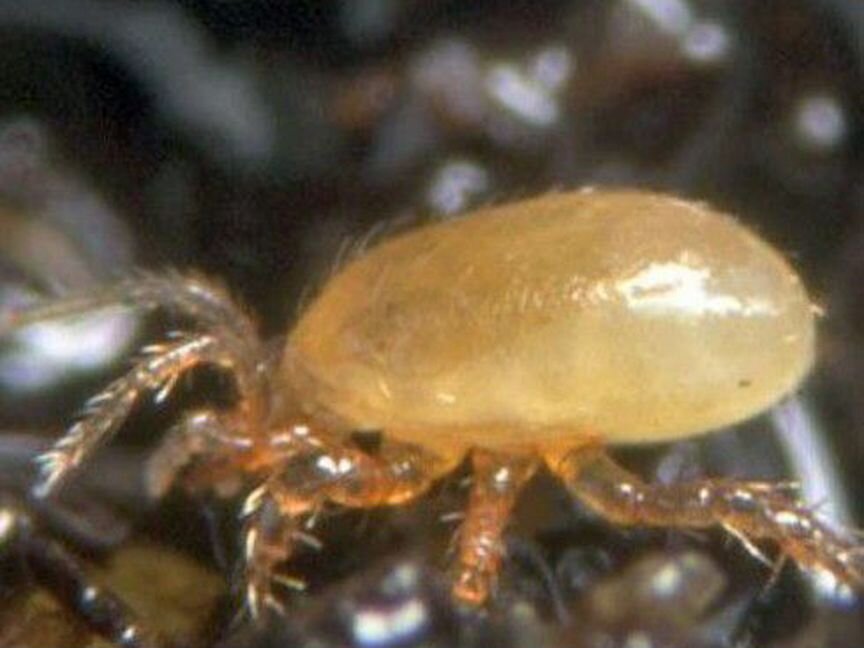 Hypoaspis — Гипоаспис