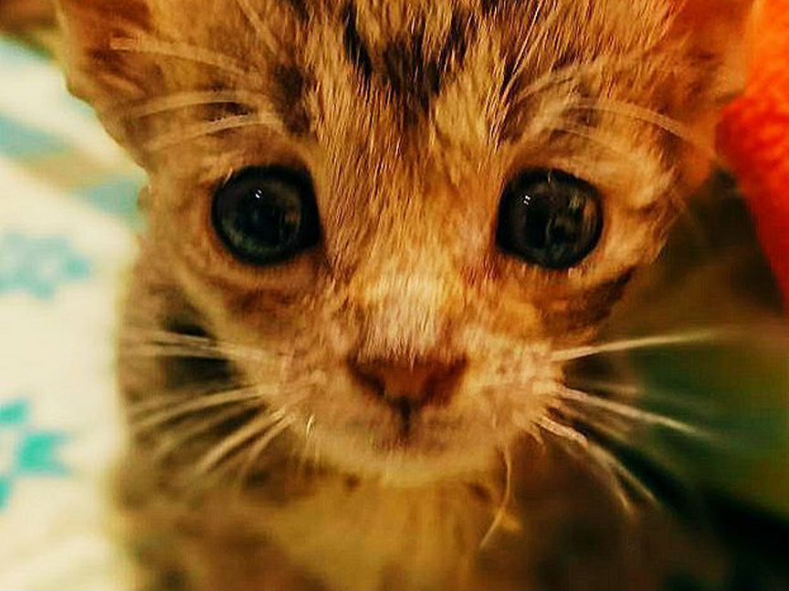 Плюшевые выкормленные человеком котятки