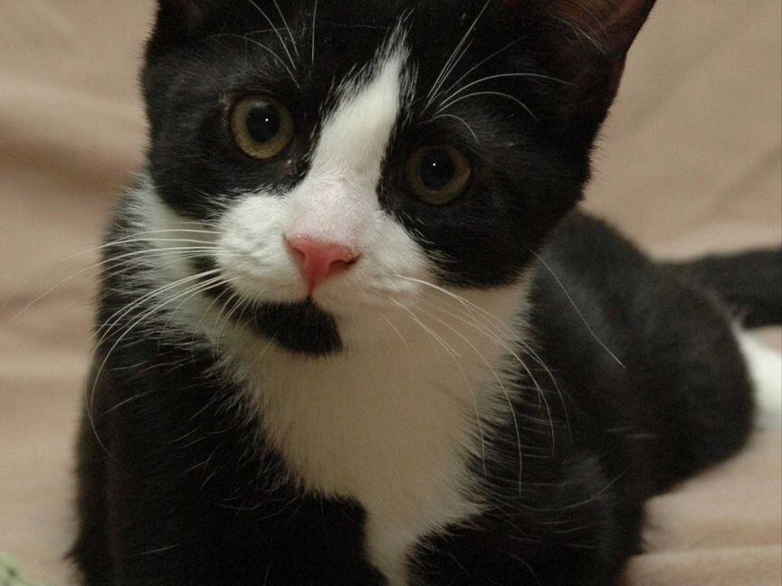 Котенок мальчик в добрые руки