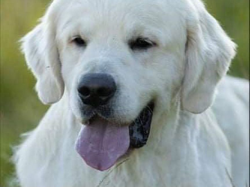 Золотистый ретривер щенки золотистого ретривера