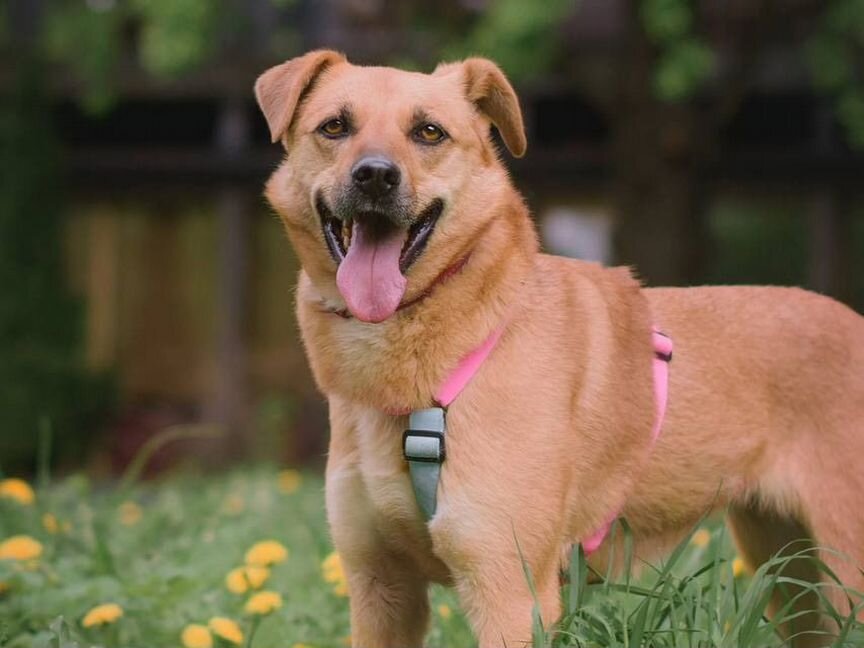 Собака из приюта хочет домой