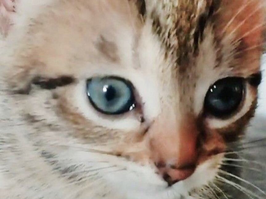Котенок