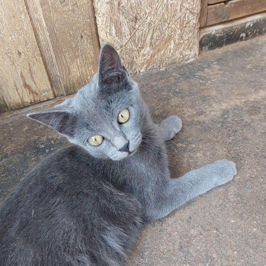 Котики ищут хозяев