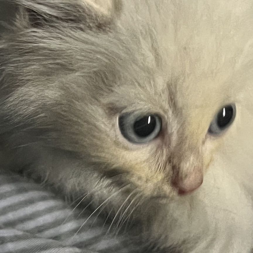 Котенок для добрых хозяев