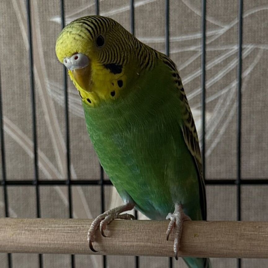 Волнистый попугай