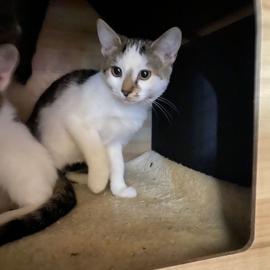 Милейшие котяа