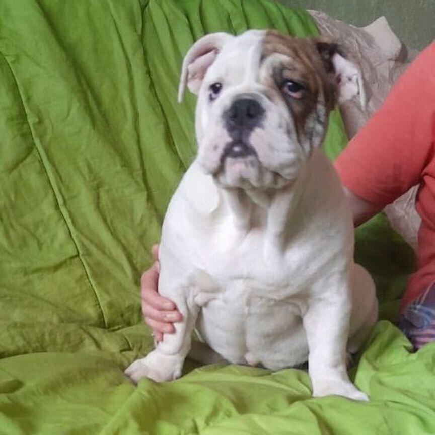 Английский бульдог, щенок