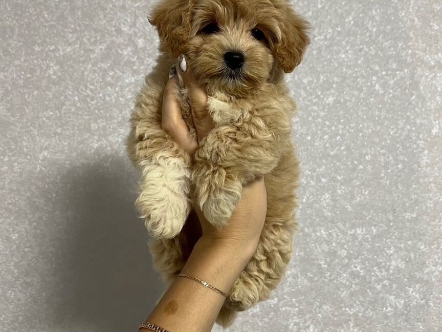 Мальтипу ф1 мальчик Бостон-Босс карамель