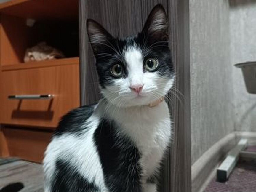 Милый котеночек в добрые руки