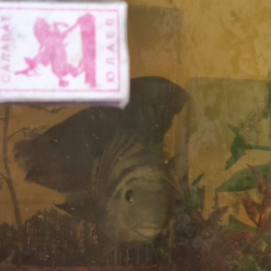 Аквариумные рыбки цихлиды полосатые