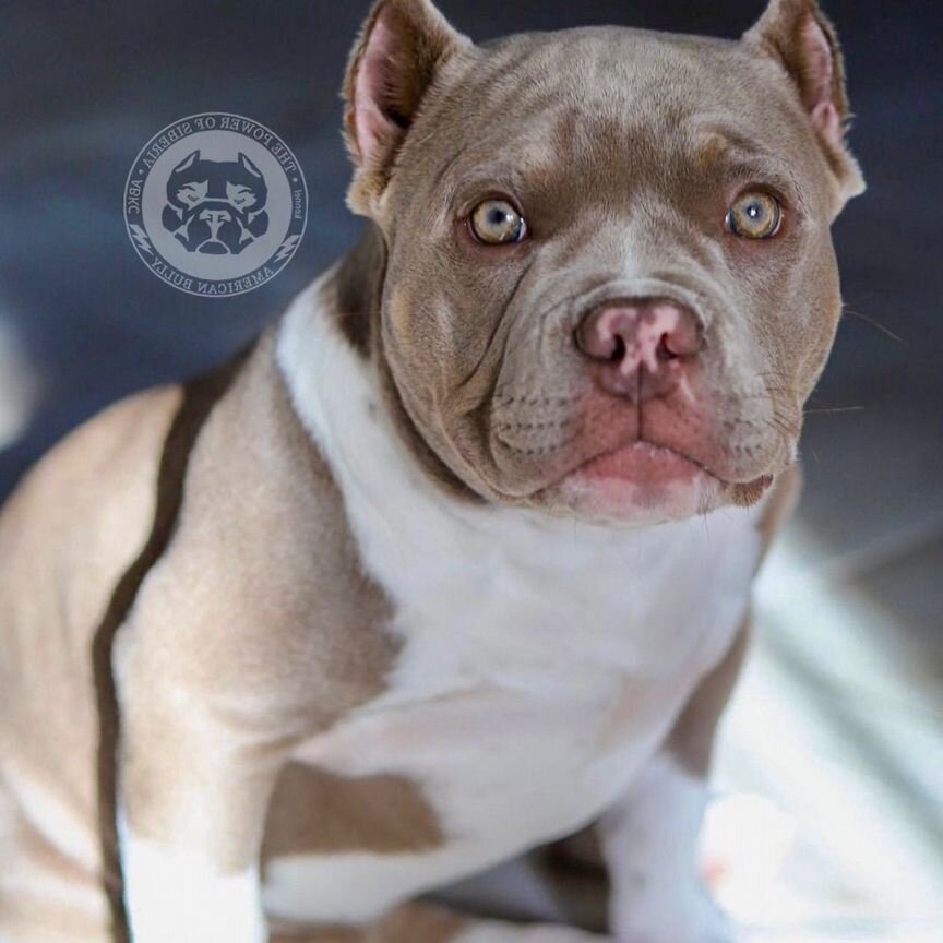 Щенок Американский Булли