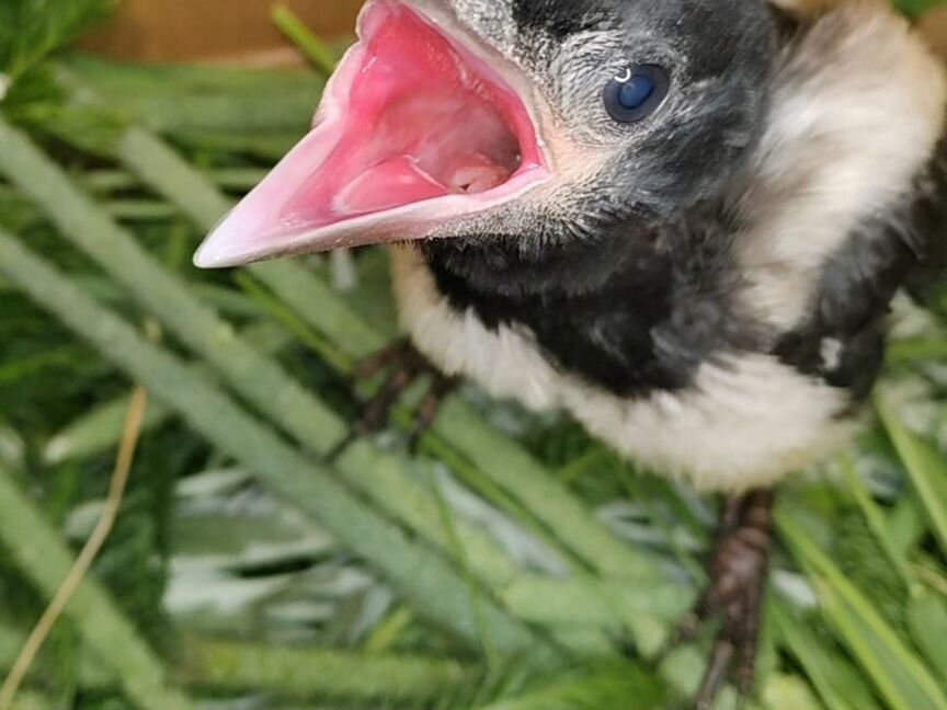 Сорочонок Клара, птенец сороки в добрые руки