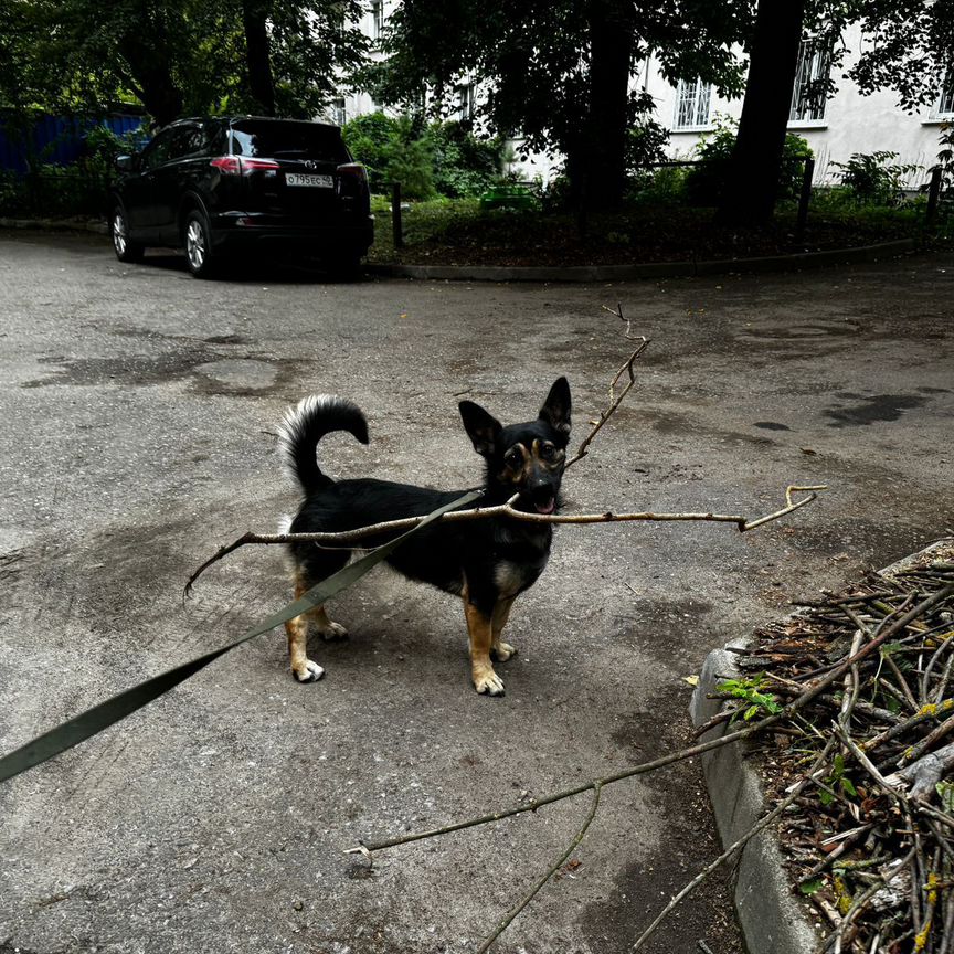 Собака в добрые руки