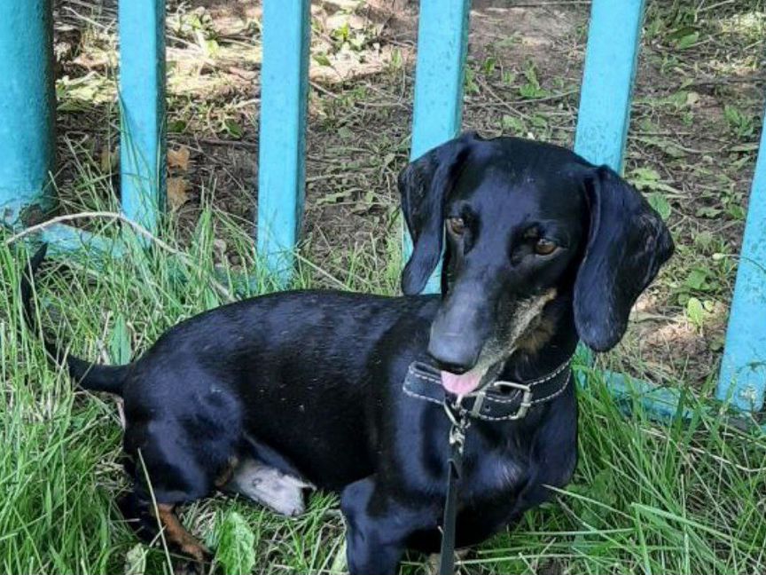 Такса даром