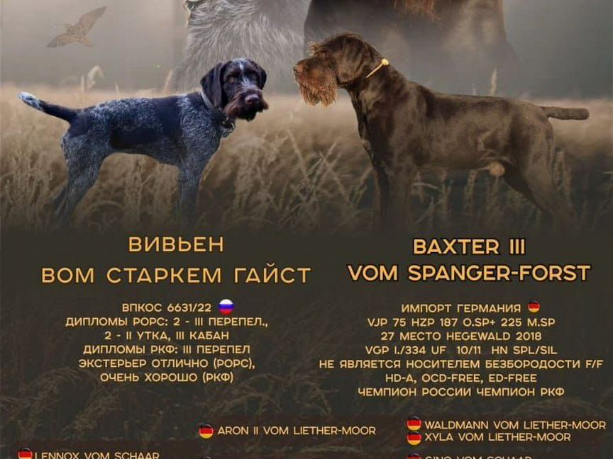 Щенки дратхаара