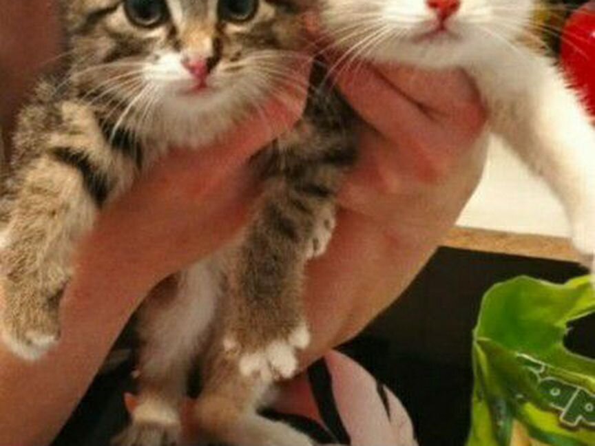 Кошечка и котик ищут добрых хозяев