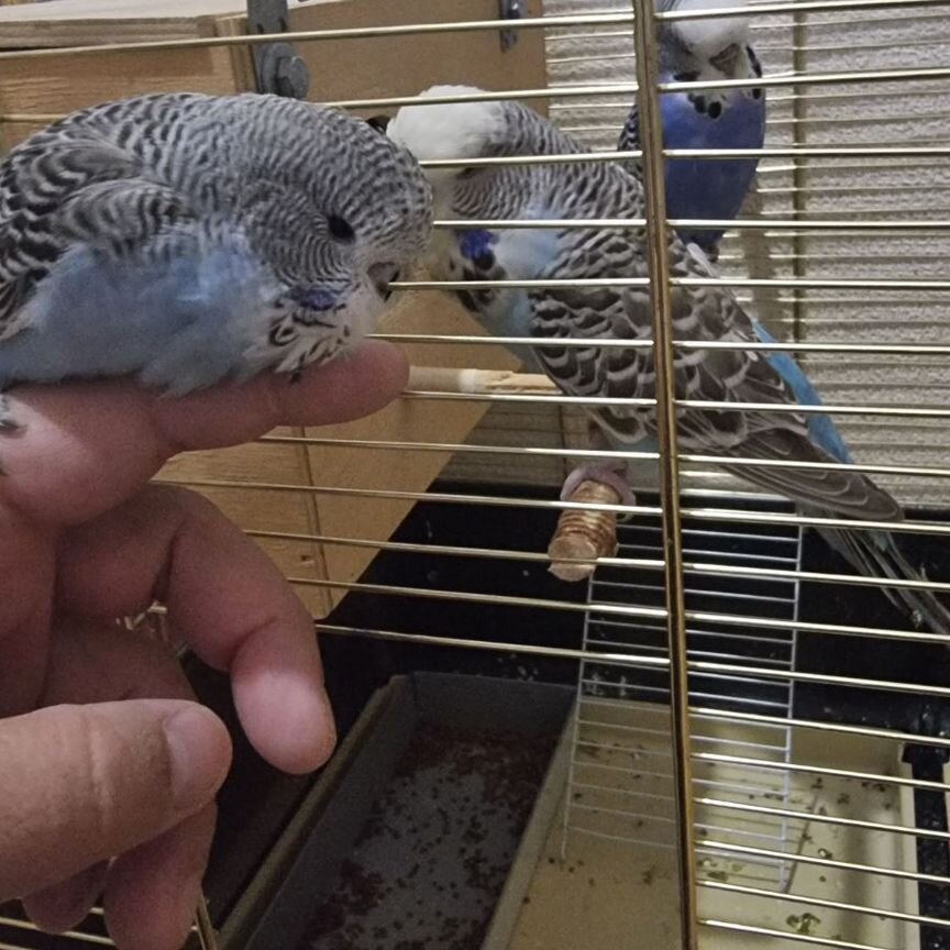 Попугай ввп чех