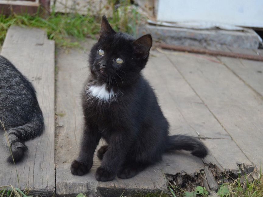 Котята и кошечка одни на даче